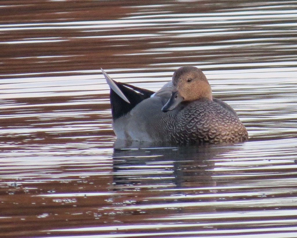 A tale of two waterbirds – Wren Conservation Group