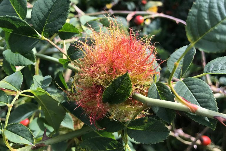 An Introduction to Plant Galls or what on earth is on that leaf? from ...